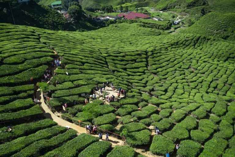 16 BEST Things To Do In Cameron Highlands [2023 Edition]!