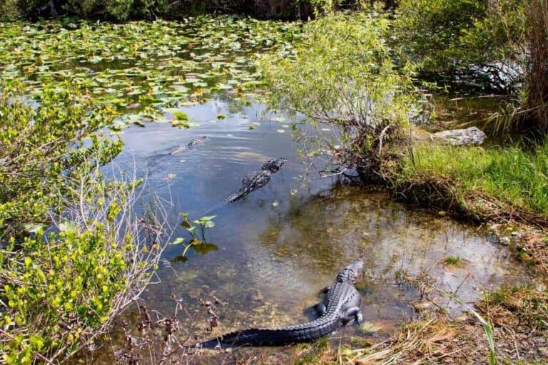 23 Unique Things Florida Is Known And Famous For! - LivingOutLau