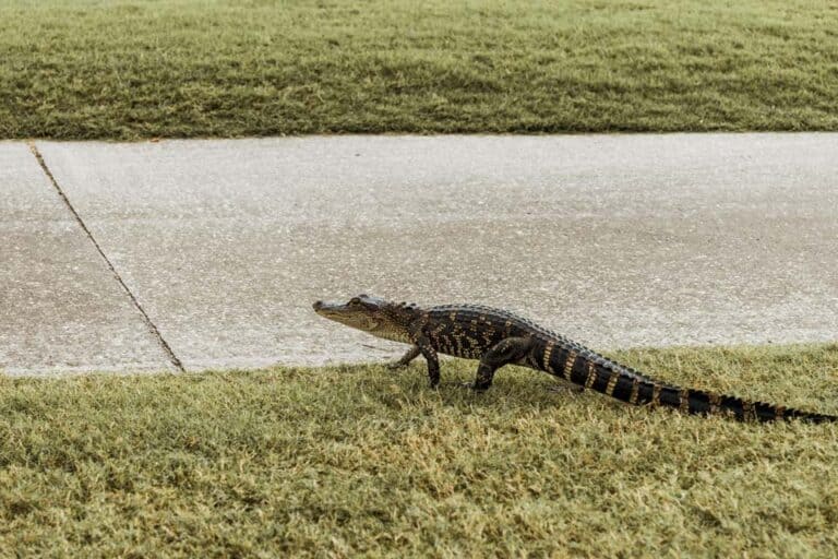23 Unique Things Florida Is Known And Famous For! – LivingOutLau