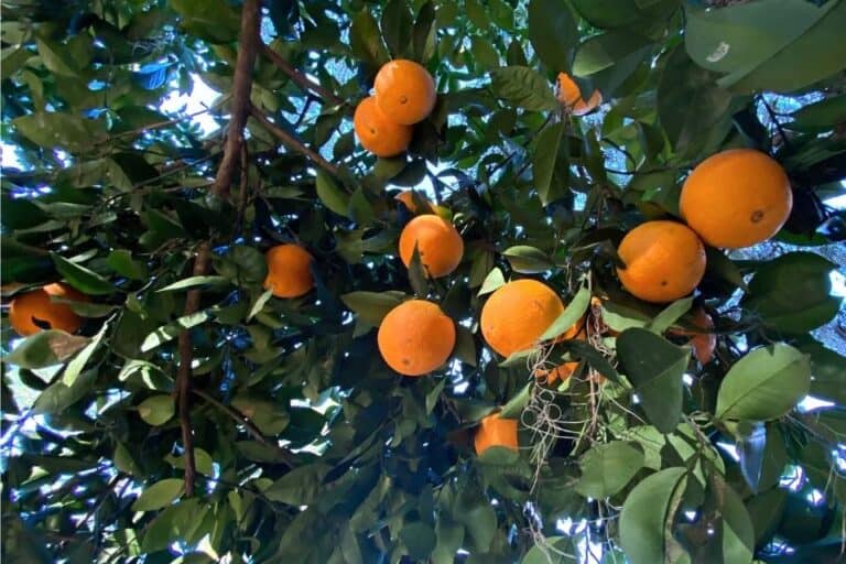 23 Unique Things Florida Is Known And Famous For! – LivingOutLau