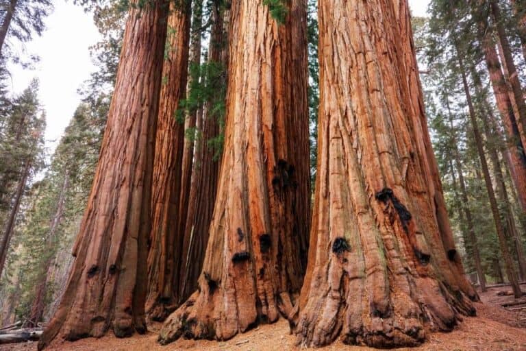 25 Famous Things California Is Known For! - LivingOutLau