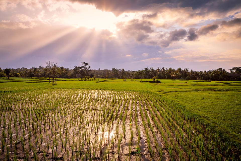 2-Day Ubud Itinerary: 48 Hours of Bali’s Spiritual Hub – LivingOutLau